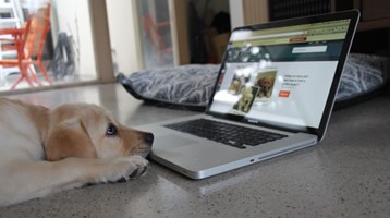 Guide Dog Puppy Training Blog