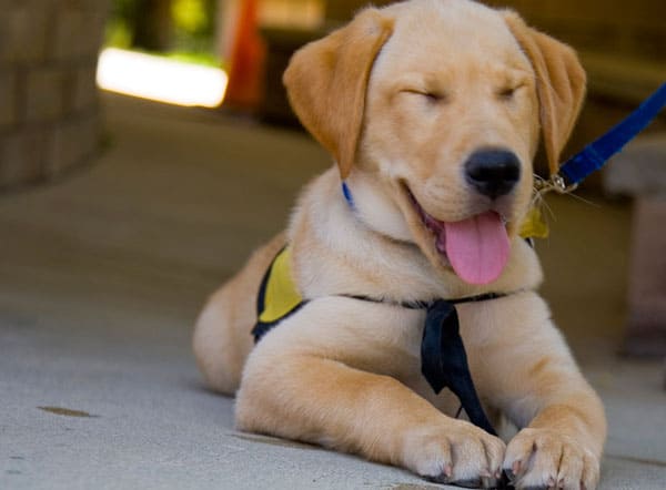 Where Or How Do I Go About Getting A Service Dog Puppy In Training