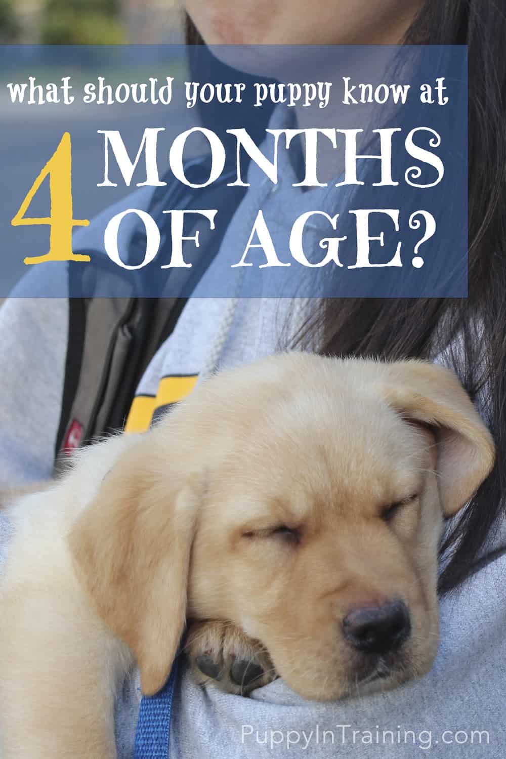 What Should Your Puppy Know At 4 Months Of Age Puppy In Training