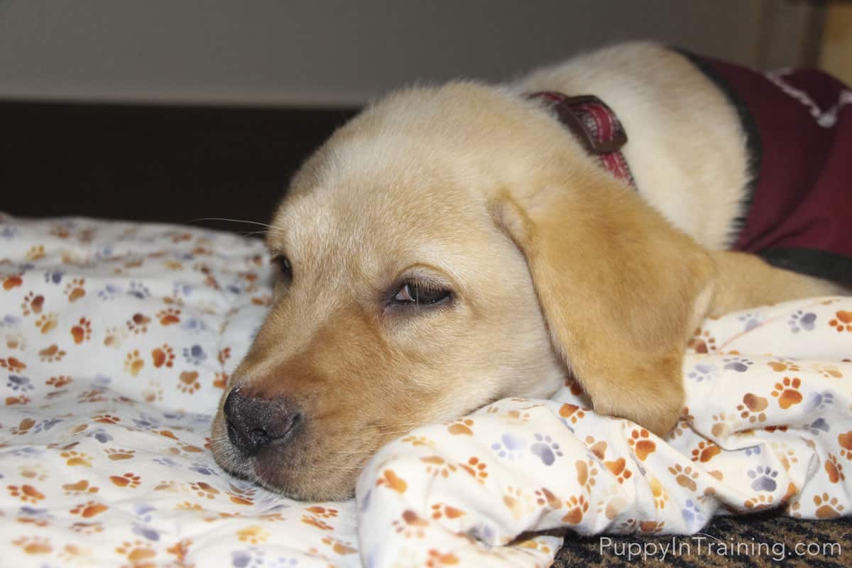 What Should Your Puppy Know At 4 Months Of Age Puppy In Training