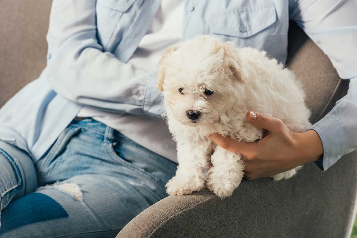 Best Dog Names That Start With S And Why Choose An S Puppy Name