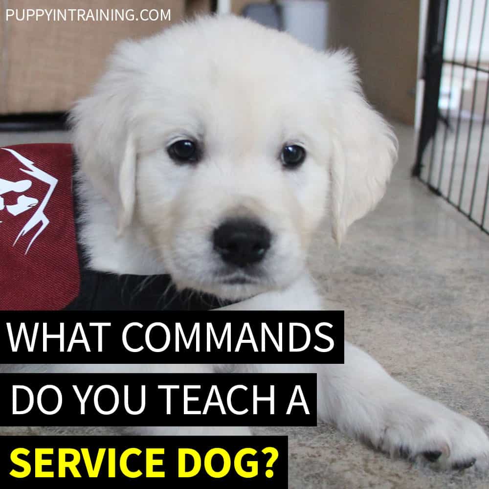 What Commands Do You Teach A Service Dog 