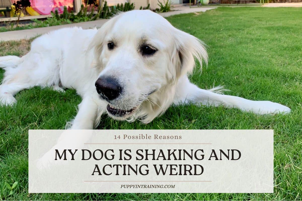 My Dog Is Shaking And Acting Weird: 14 Possible Reasons - Puppy In Training