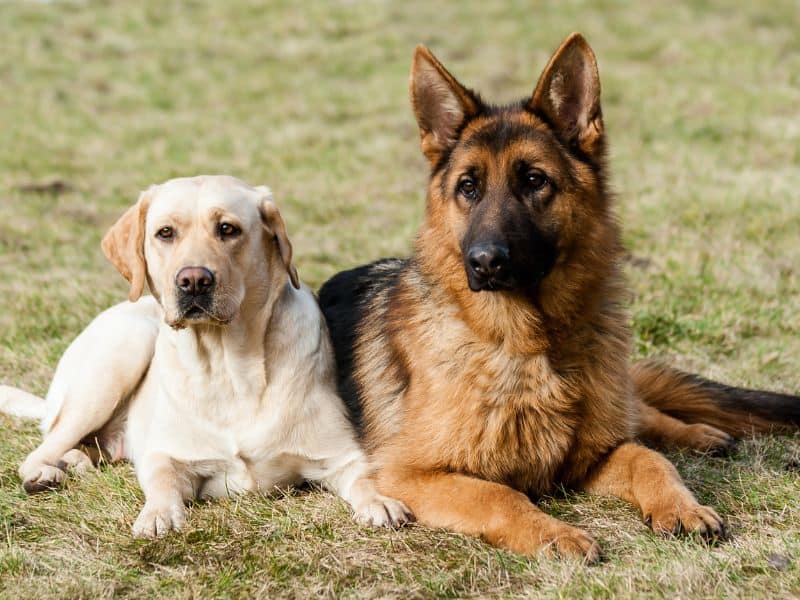 Dog Breeds List