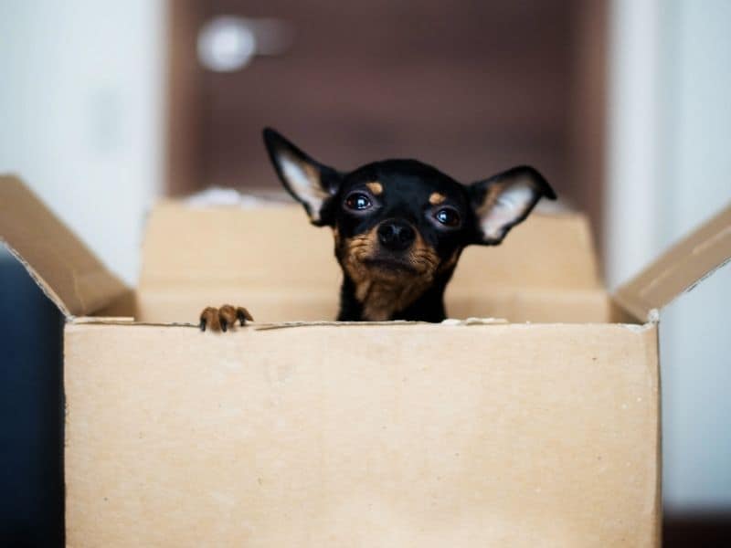 Moving With Your Dog: How To Be Successful - Puppy In Training