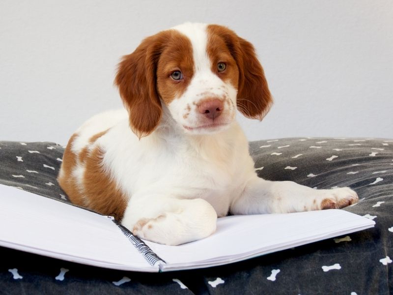 What Is Puppy Kindergarten