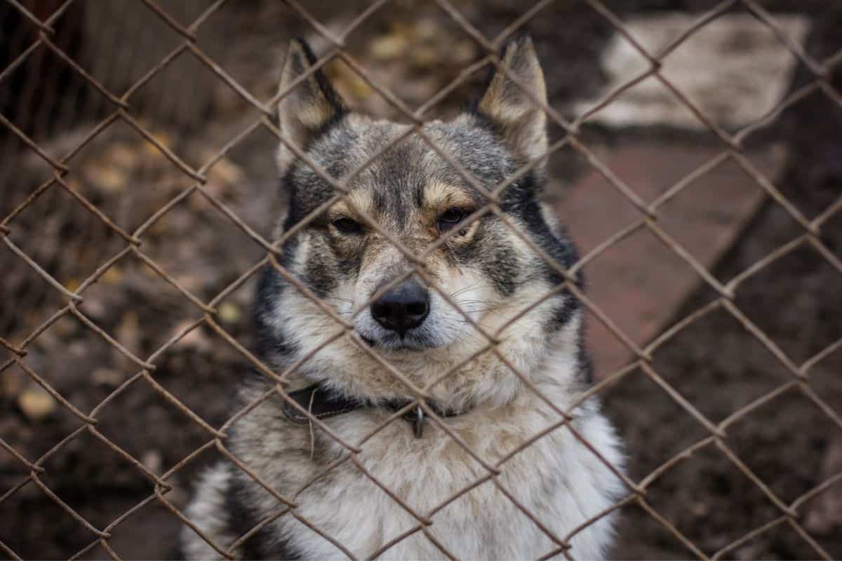 Rehoming A Dog When Is It The Right Time And How To Do It Puppy In