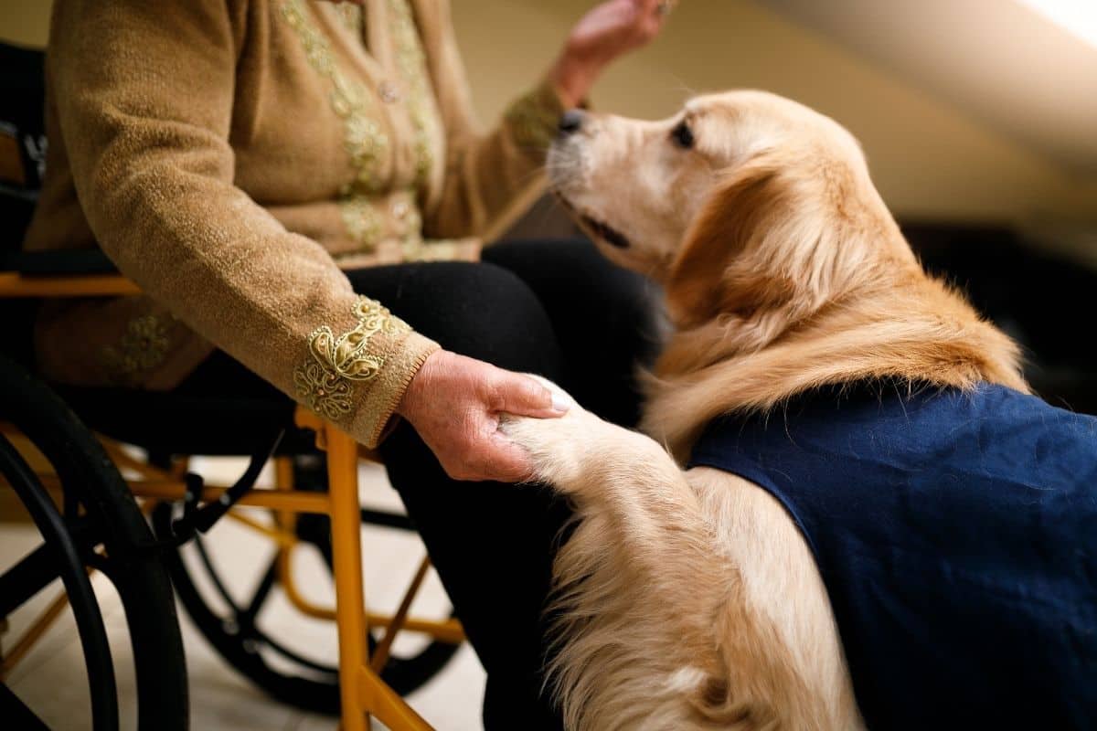 How Can My Dog Become A Therapy Dog